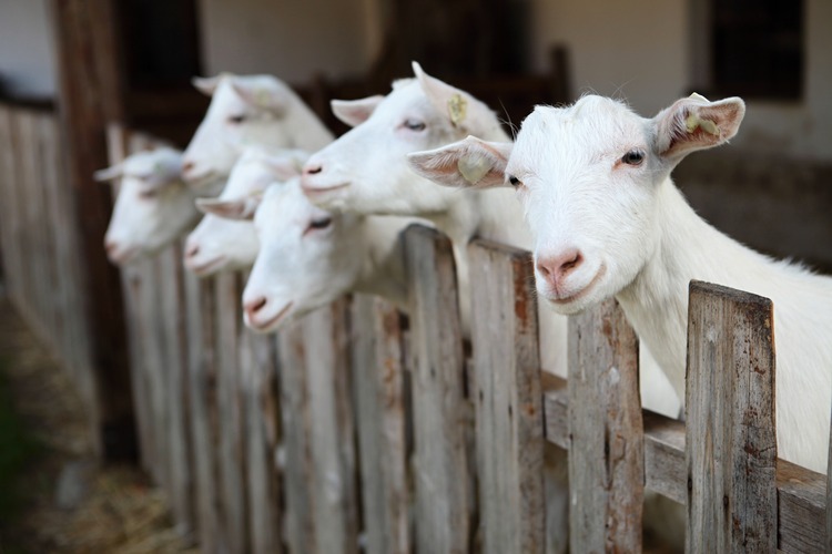 Think Before Supplementing Sulfur for Goats - Goat Journal